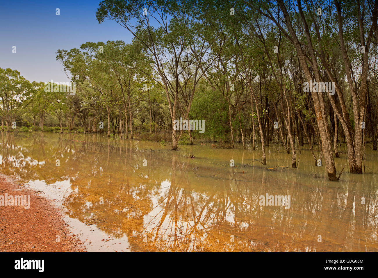 Australian outback landscape after rain, with trees & shrubs with ...
