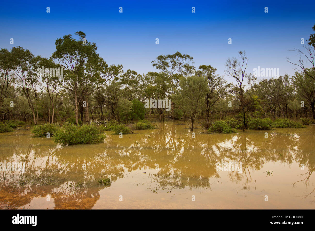 Australian outback landscape after rain, with low trees, shrubs ...