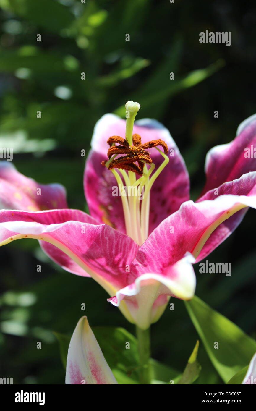Lilly in bloom Stock Photo - Alamy