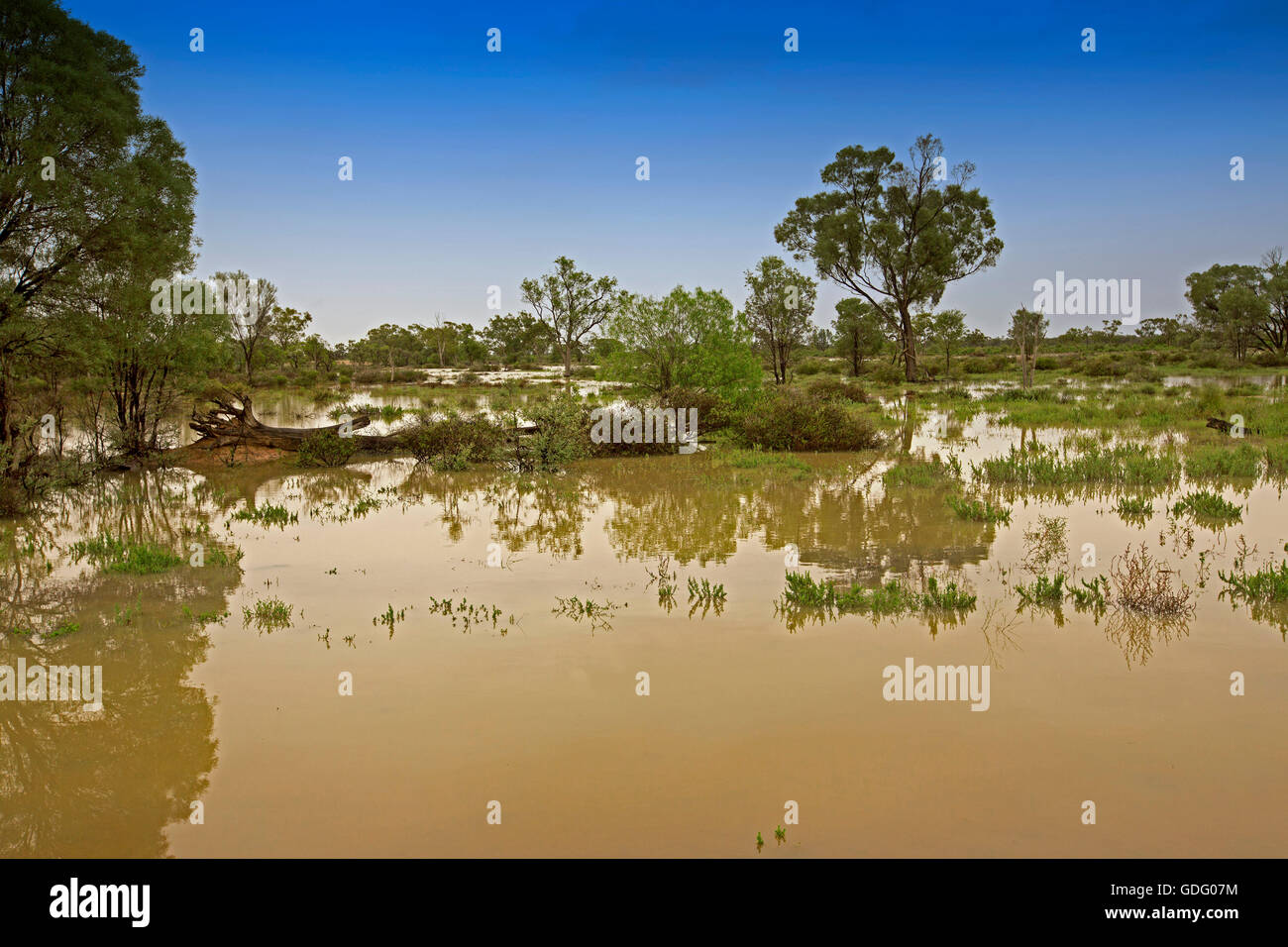 Australian outback landscape after rain, with low trees, shrubs ...