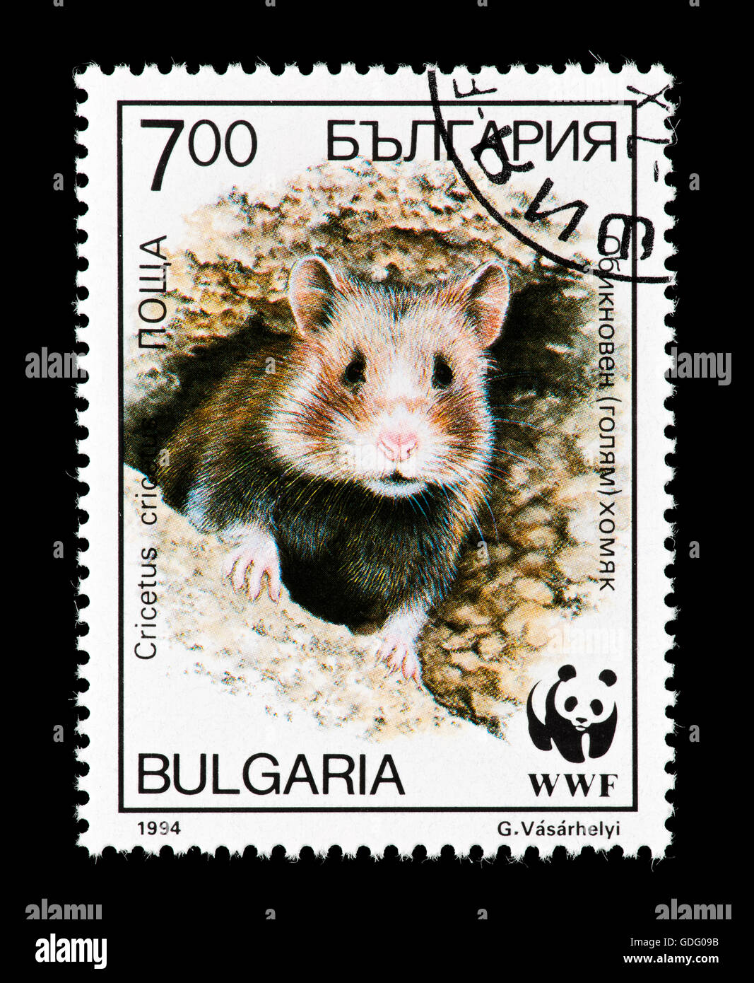 Postage stamp from Bulgaria depicting a black-bellied hamster ...