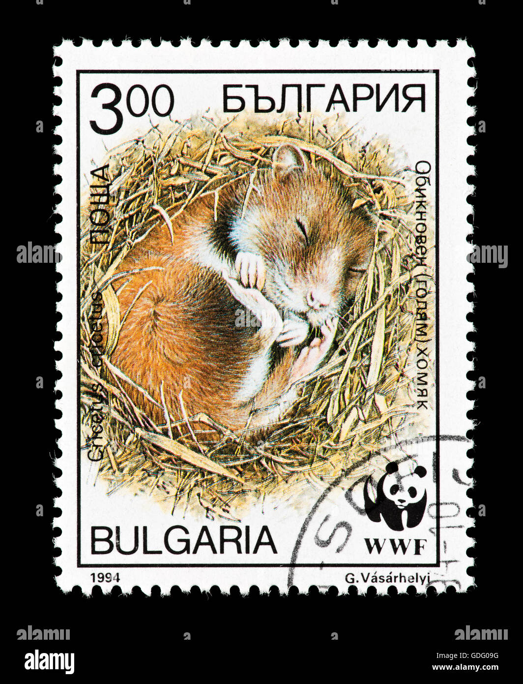 Postage stamp from Bulgaria depicting a black-bellied hamster (Cricetus ...