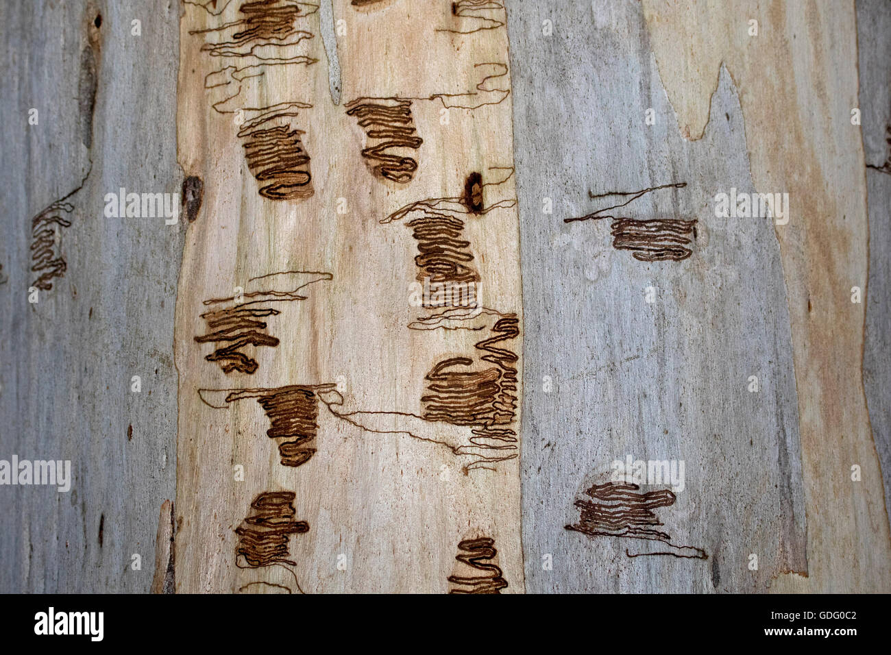 Silvery grey trunk of Australian scribbly gum tree, Eucalytus species ...