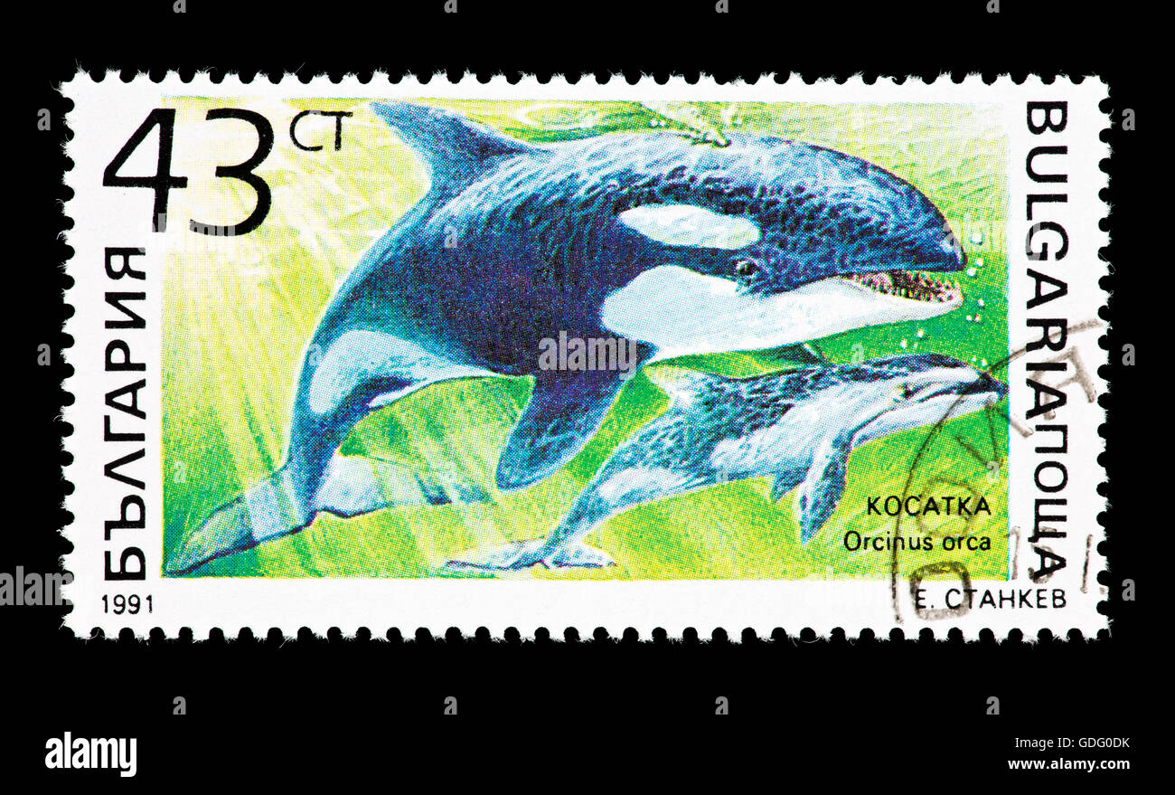 Postage stamp from Bulgaria depicting a killer whale (Orcinus orca ...