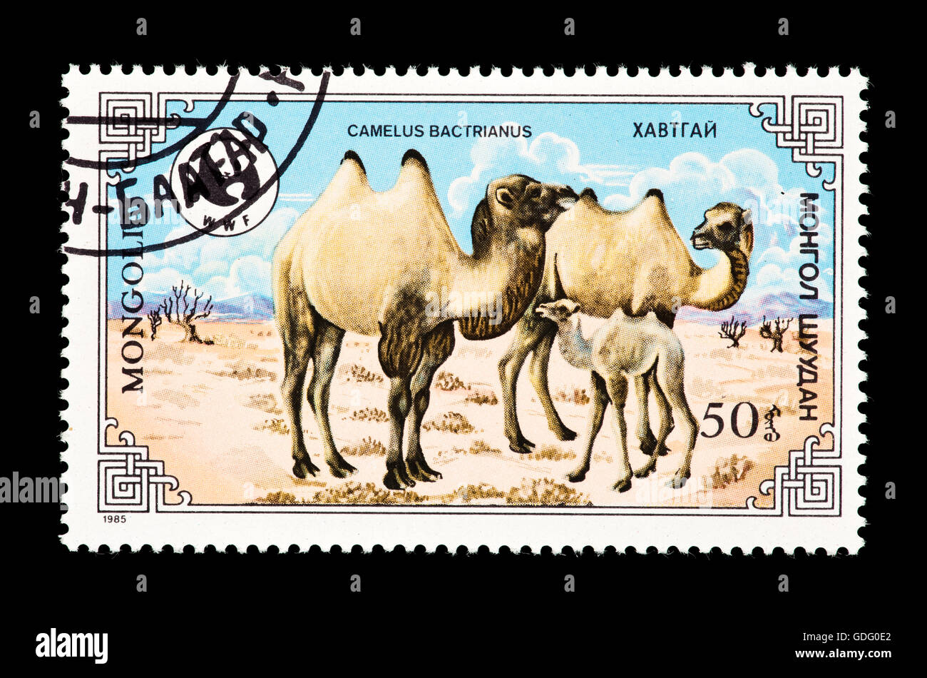 Mongolia camel stamp hi-res stock photography and images - Alamy