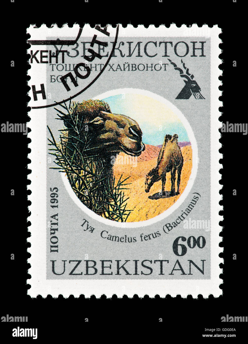 Postage stamp from Uzbekistan depicting a Bactrian camel (Camelus ...