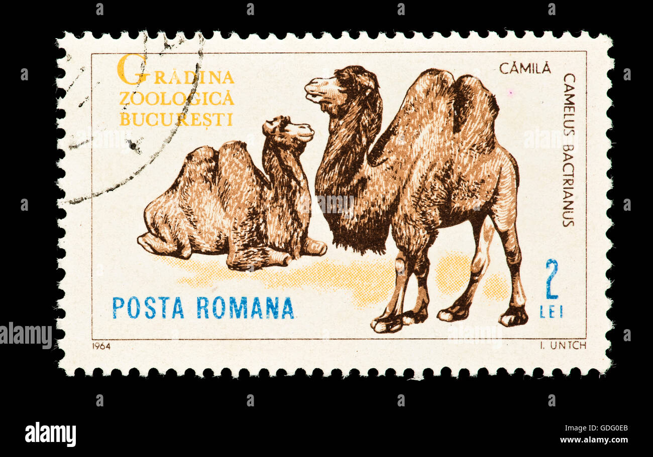 Romania zoo hi-res stock photography and images - Alamy