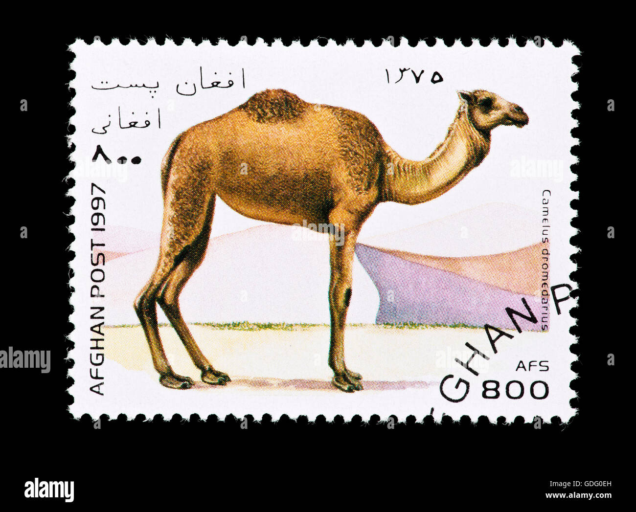 Postage stamp from Afghanistan depicting a dromedary camel (Camelus ...