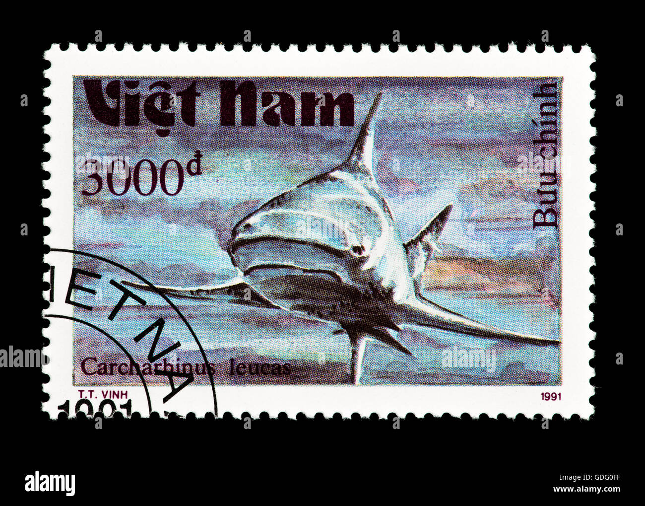 Postage stamp from Vietnam depicting a bull shark (Carcharhinus leucas ...