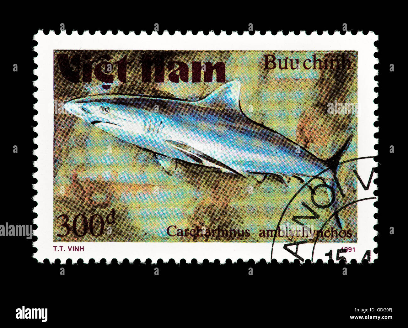 Postage stamp from Vietnam depicting a grey reef shark (Carcharhinus ...