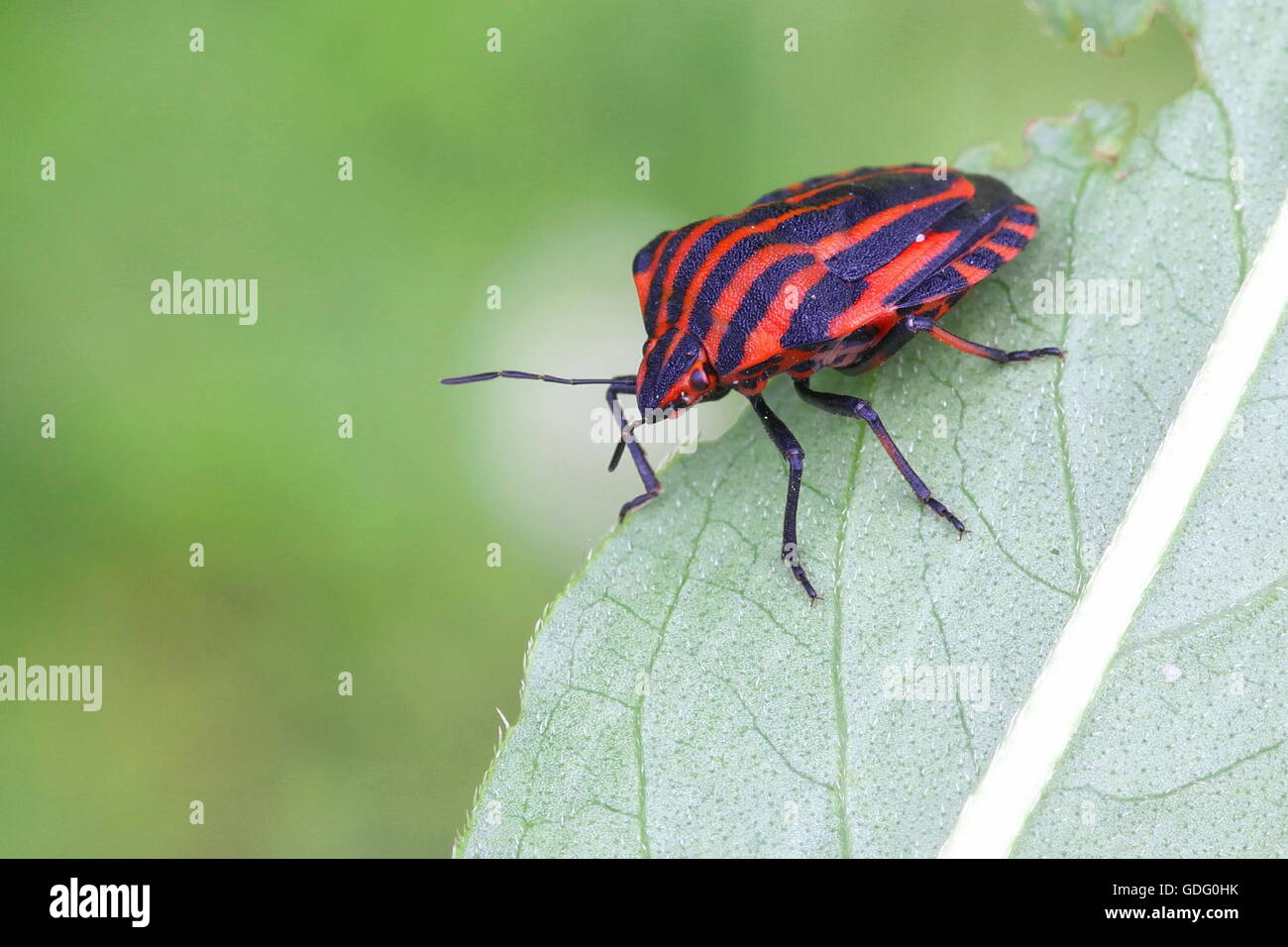 Red black striped shield bug hi-res stock photography and images - Alamy