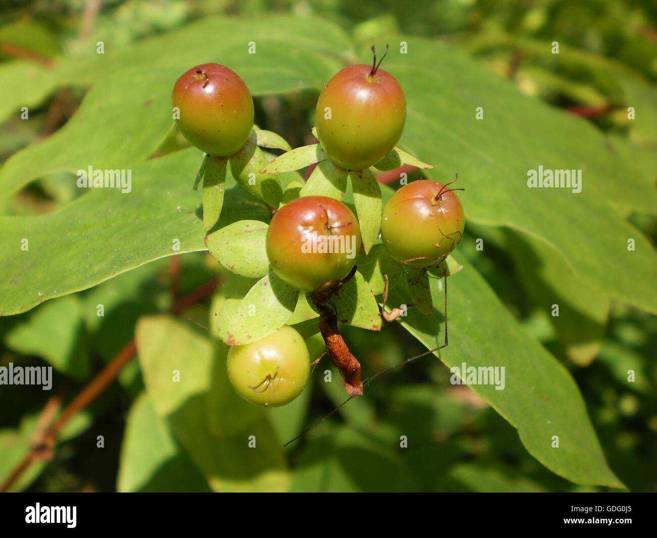 Wild Berries Growing in the Forest of a National Park, on a Hiking ...