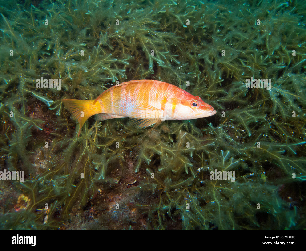 Painted comber hi-res stock photography and images - Alamy