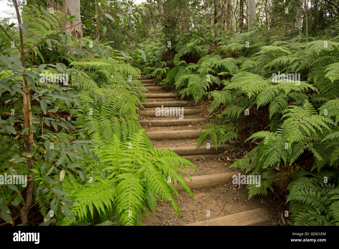 Long wooden steps leading up through forest of tall trees with ...