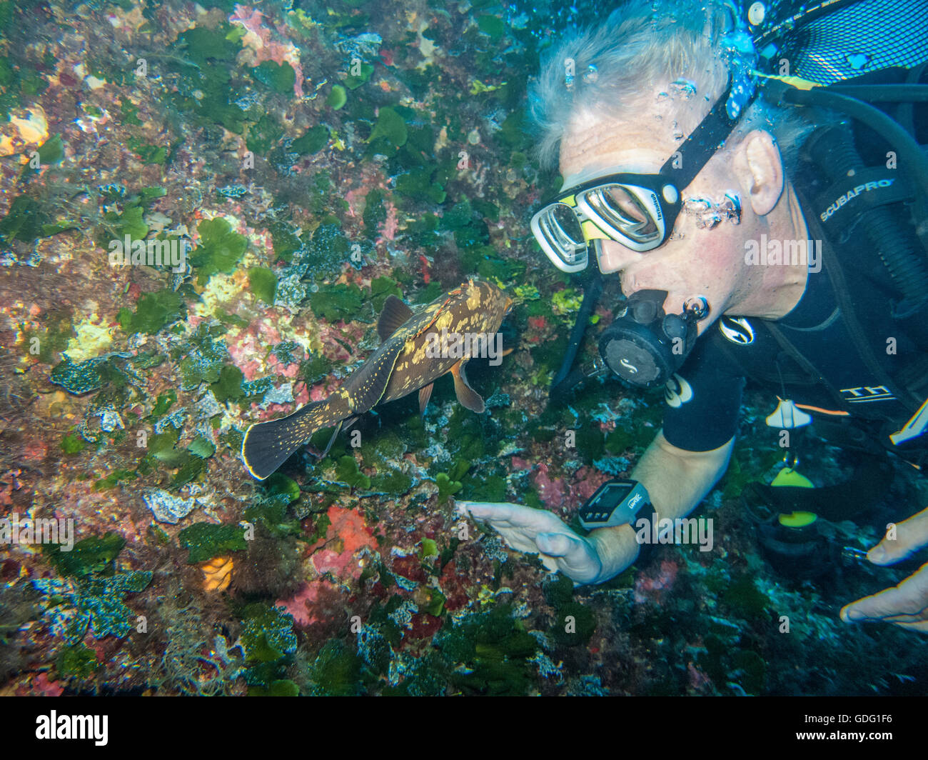 Diver encounters a friendly Grouper (Epinephelus marginatus Stock Photo ...