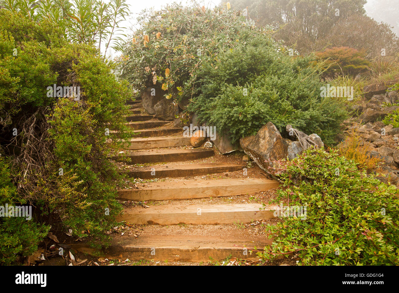 Wide brown wooden steps leading up through garden of flowering shrubs ...