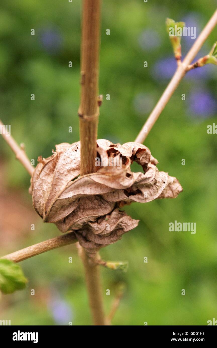 Stuck on tree hi-res stock photography and images - Alamy