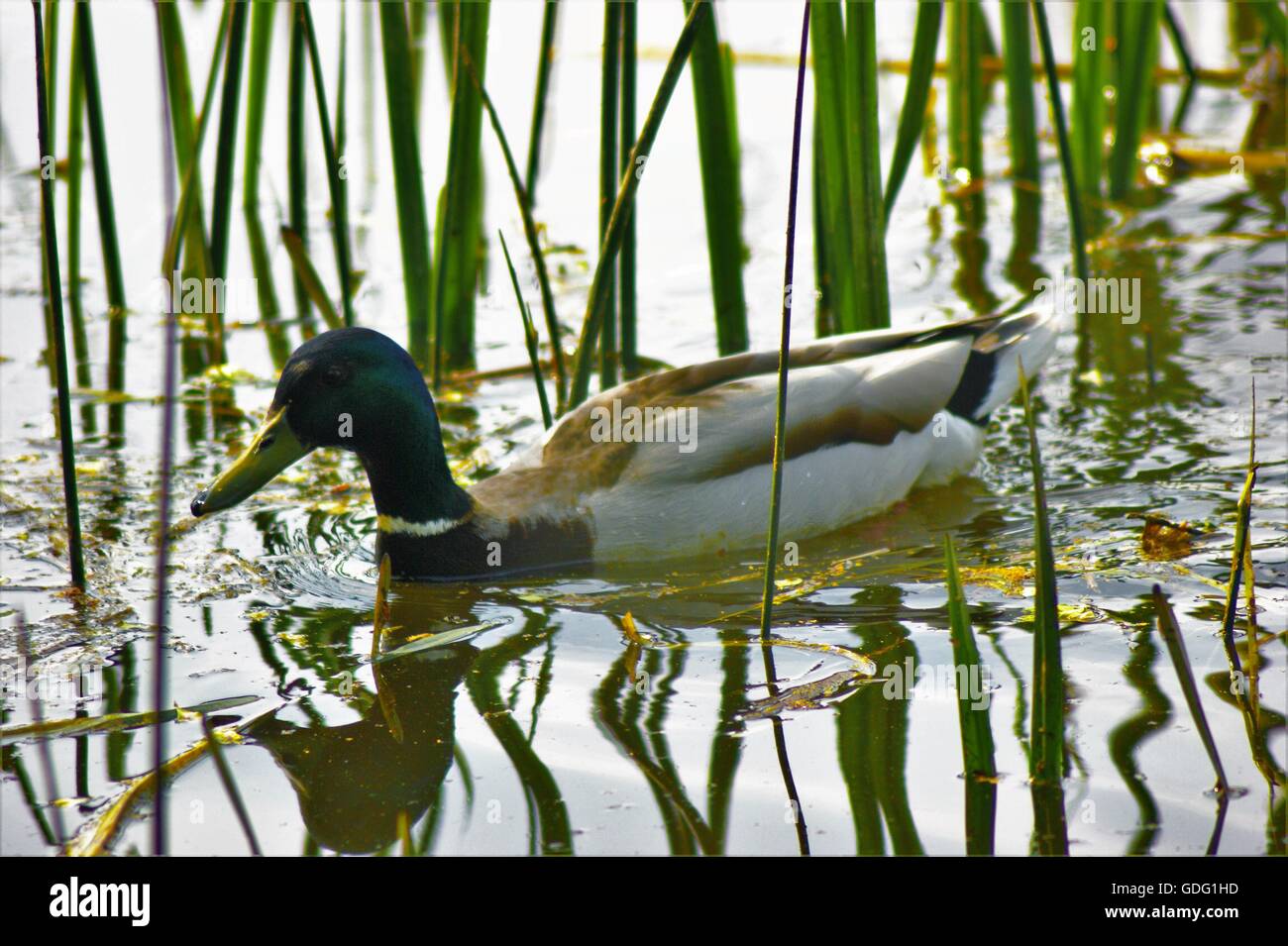 Duck in the reeds hi-res stock photography and images - Alamy