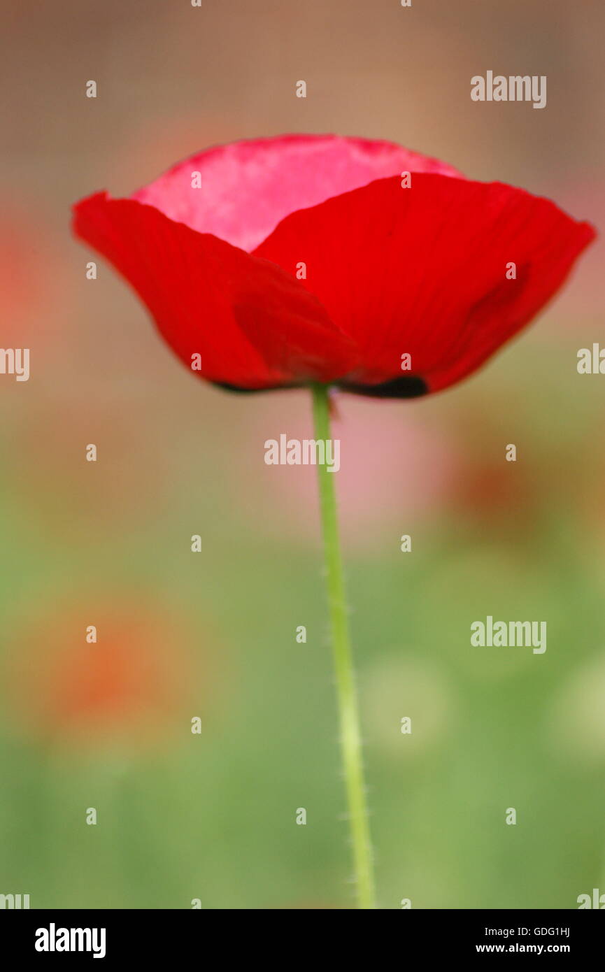 A single Red Poppy Stock Photo - Alamy
