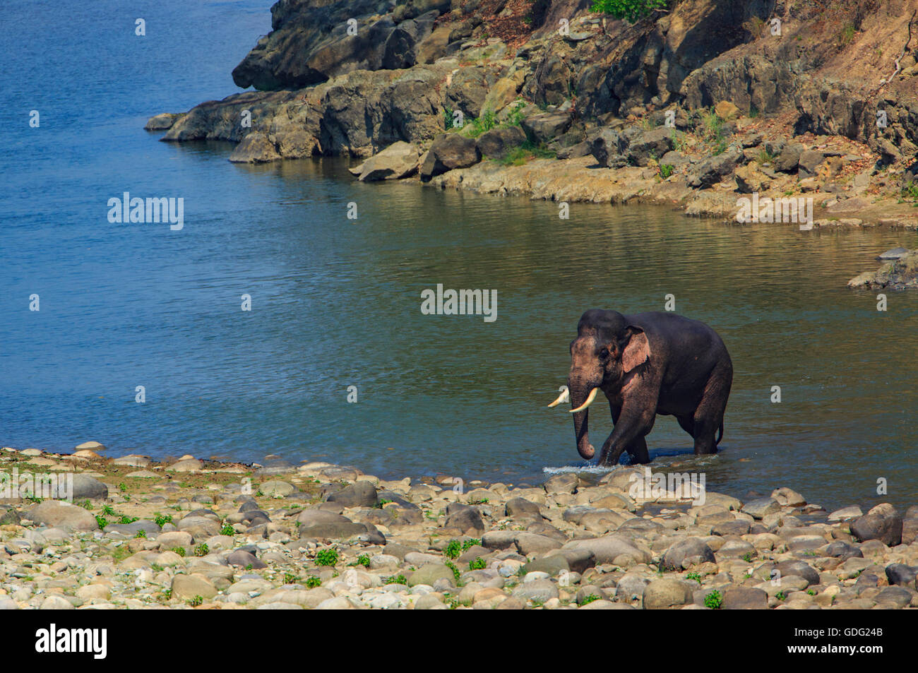 Elephant, coming out from the river after taking bath (Photographed at ...