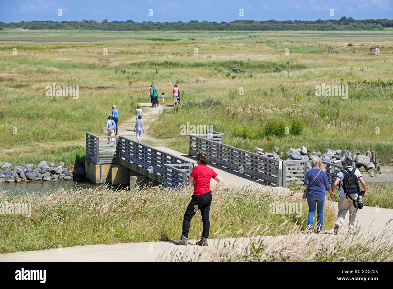 Visitors walking in salt marsh at the Zwin Nature Park, bird sanctuary ...