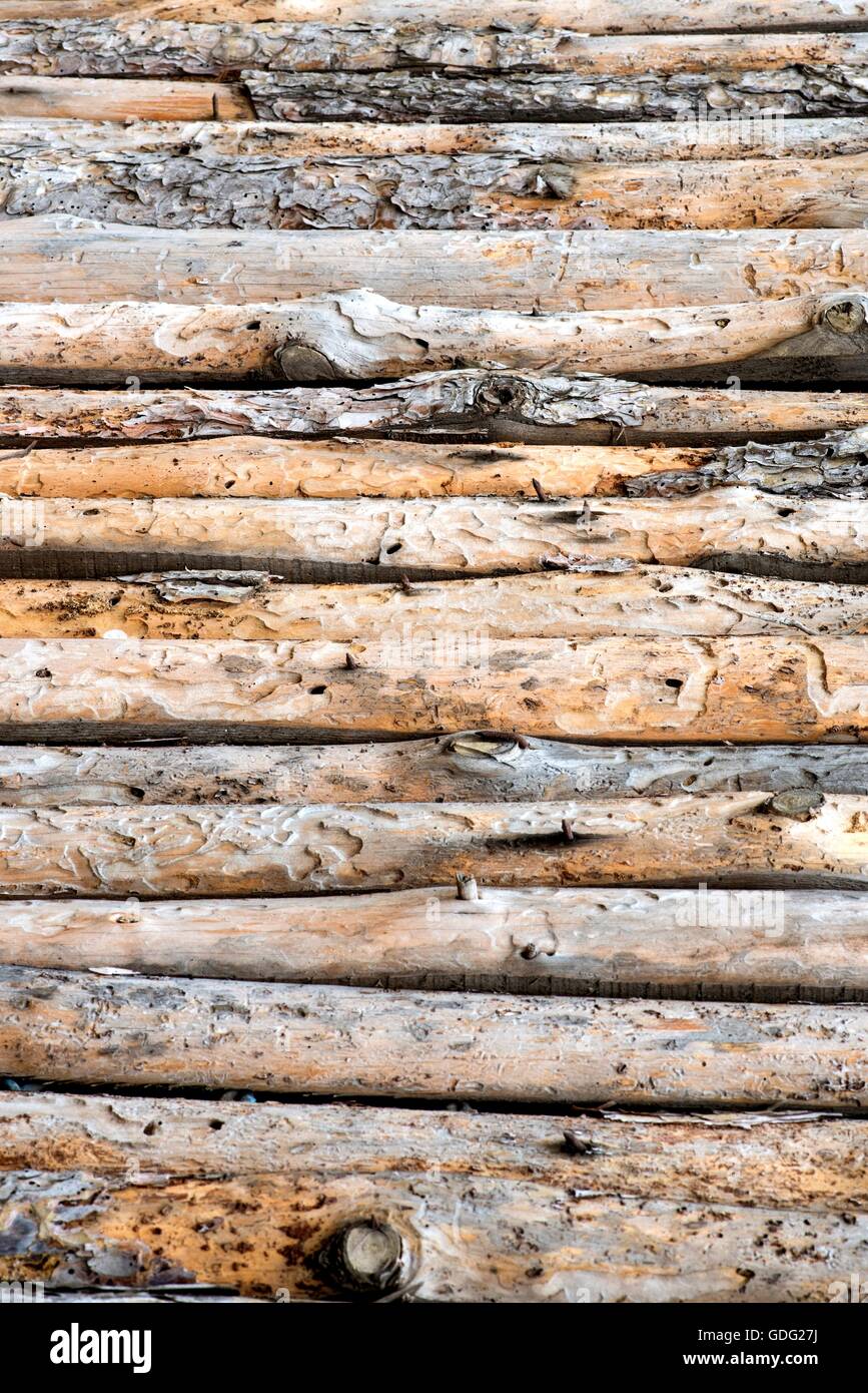 Pine logs tree hi-res stock photography and images - Alamy