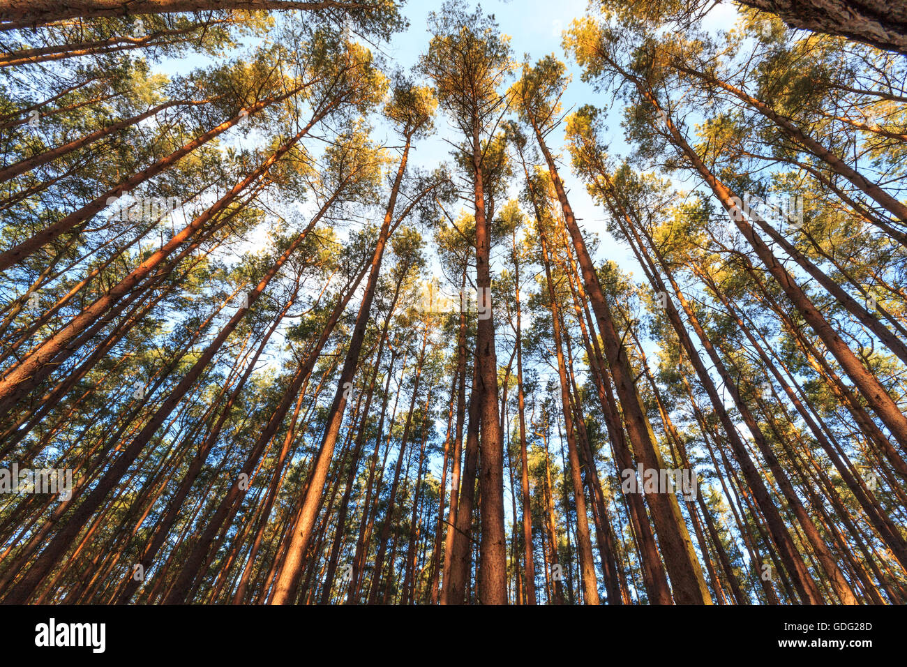 looking up the trees / treetops inside forest Stock Photo - Alamy