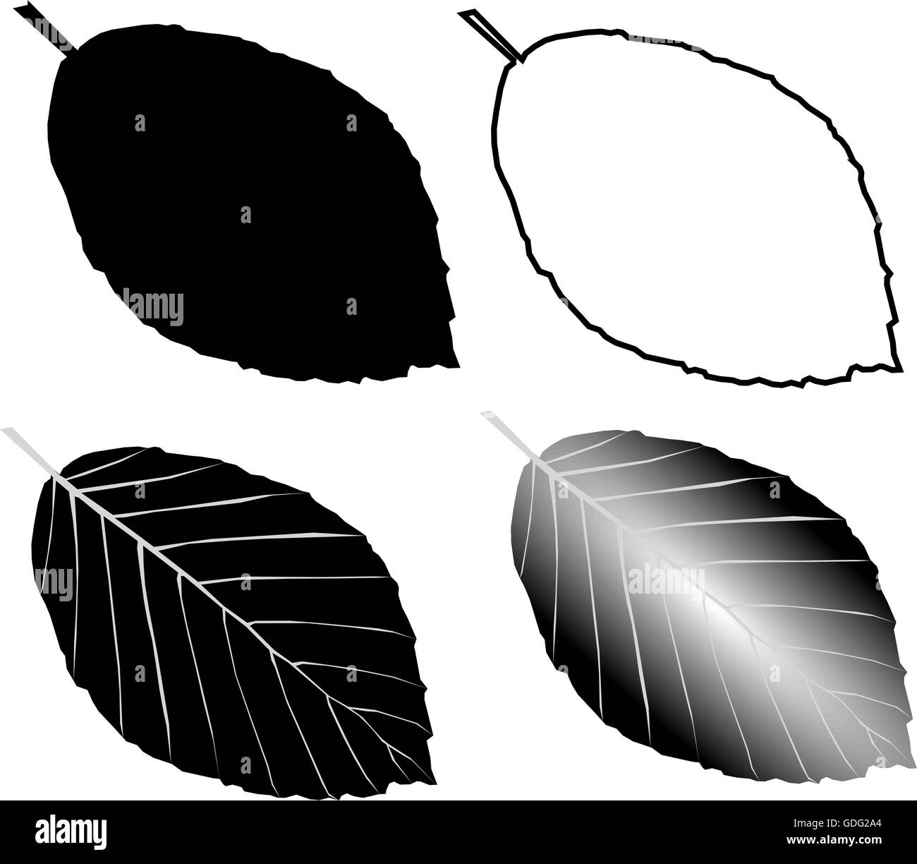 beech,(Fagus sylvatica), vector, isolated beech leaf Stock Vector Image ...