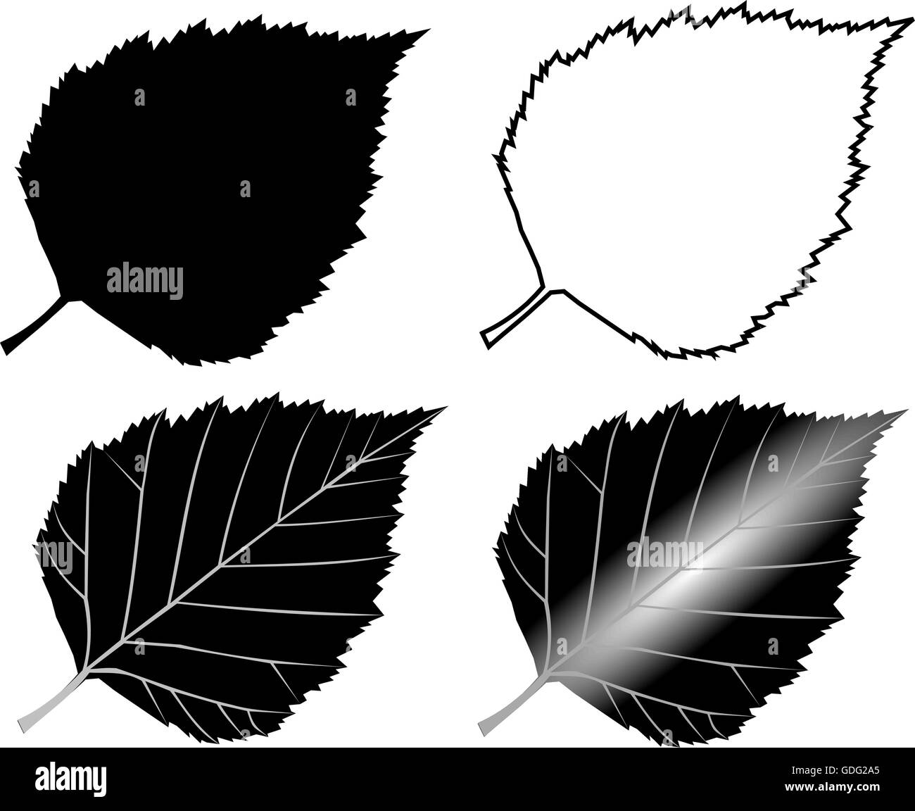 birch, Betula verrucosa, vector, isolated birch leaf Stock Vector Image ...