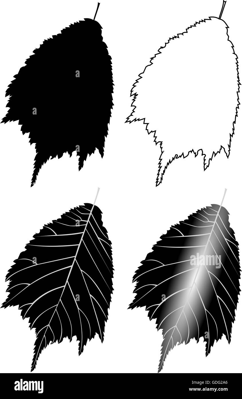 elm,(Ulmus glabra), vector, isolated elm leaf Stock Vector Image & Art ...