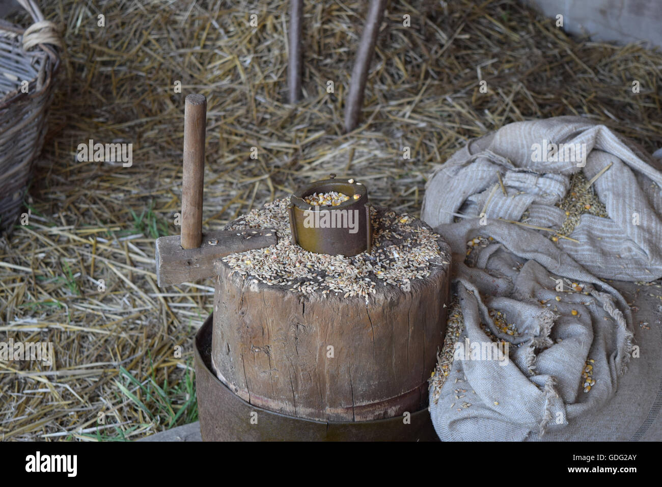 Grains of wheat and corn on a stump. Manual threshing grain Stock Photo ...