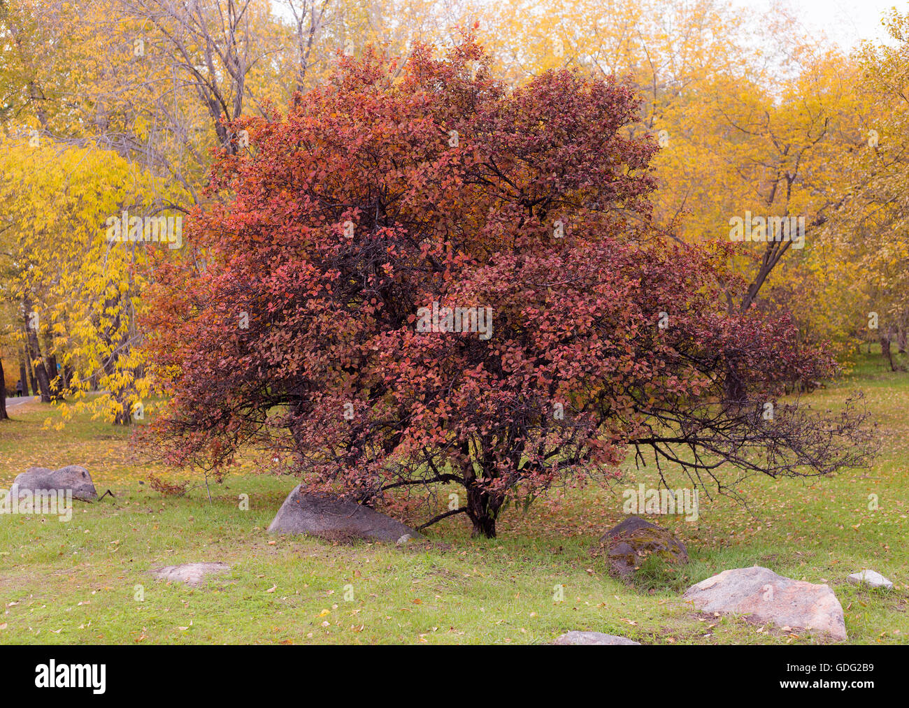 Autumn bush with red leaves Stock Photo - Alamy