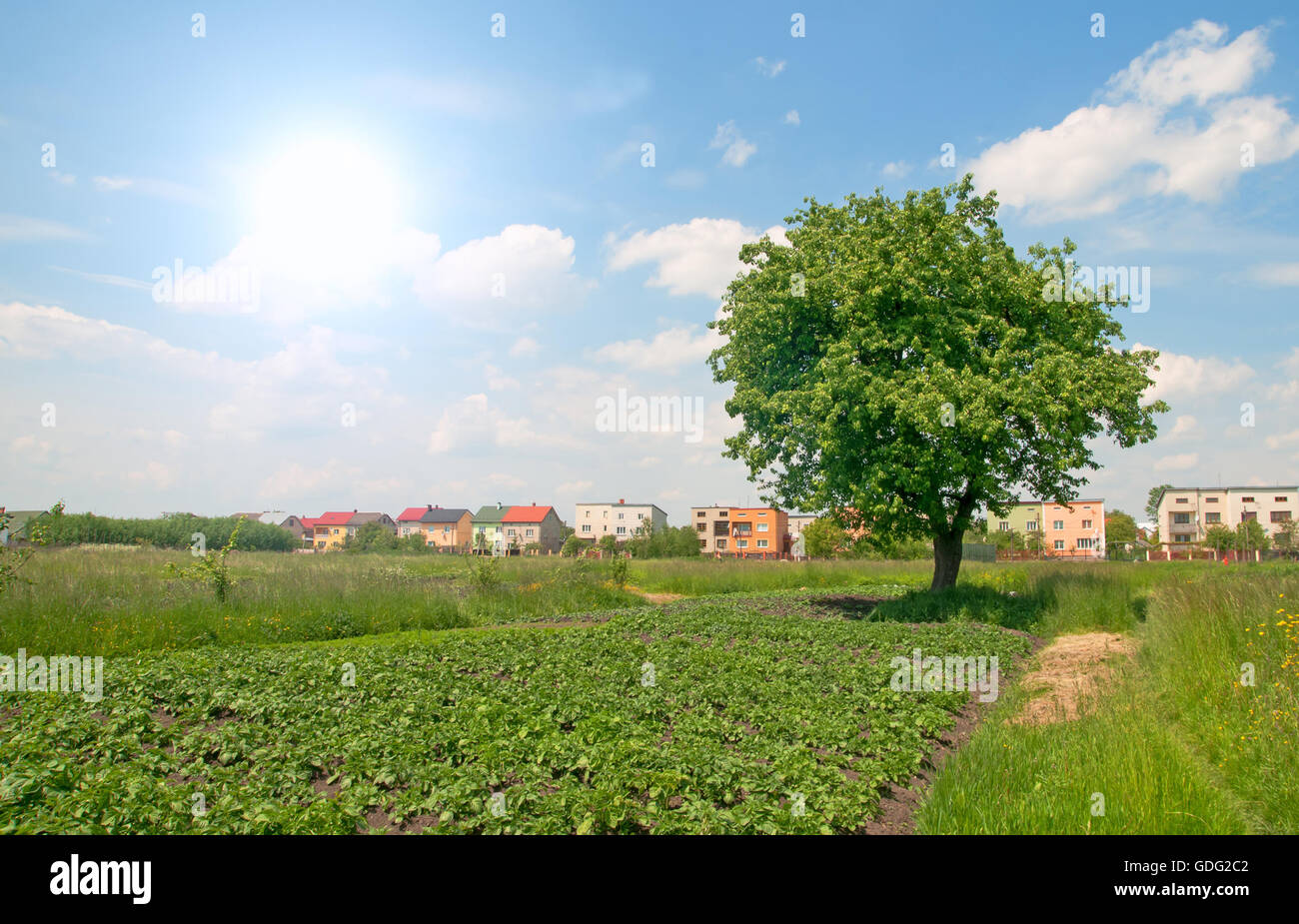 summer tree is background sky Stock Photo - Alamy
