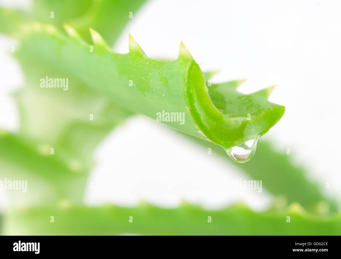 aloe leaf with drop, isolated on white Stock Photo - Alamy