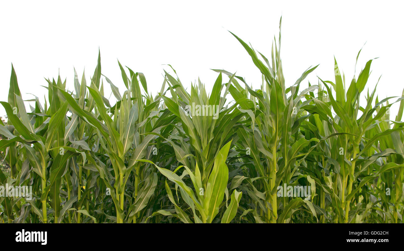 corn field isolated on white Stock Photo - Alamy