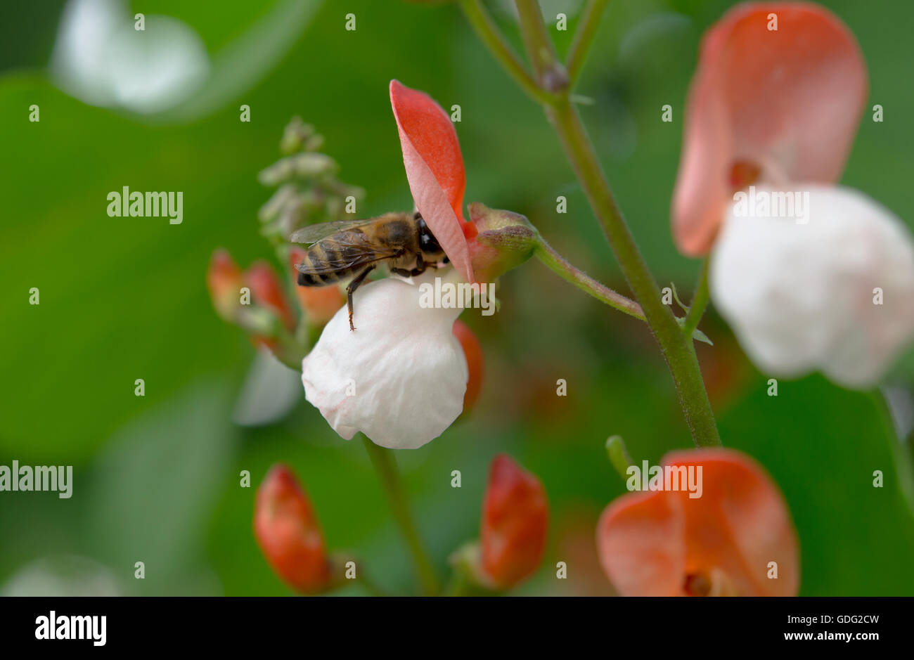 Bean flower and bee hi-res stock photography and images - Alamy