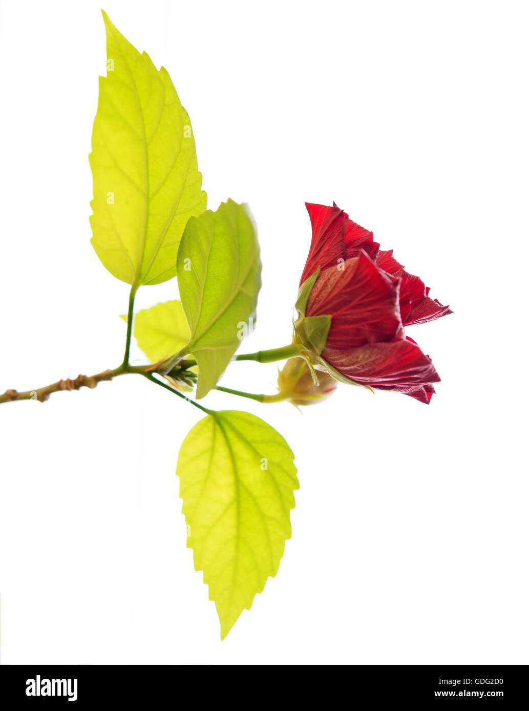 Chinese rose beautiful red tropical flower hi-res stock photography and ...