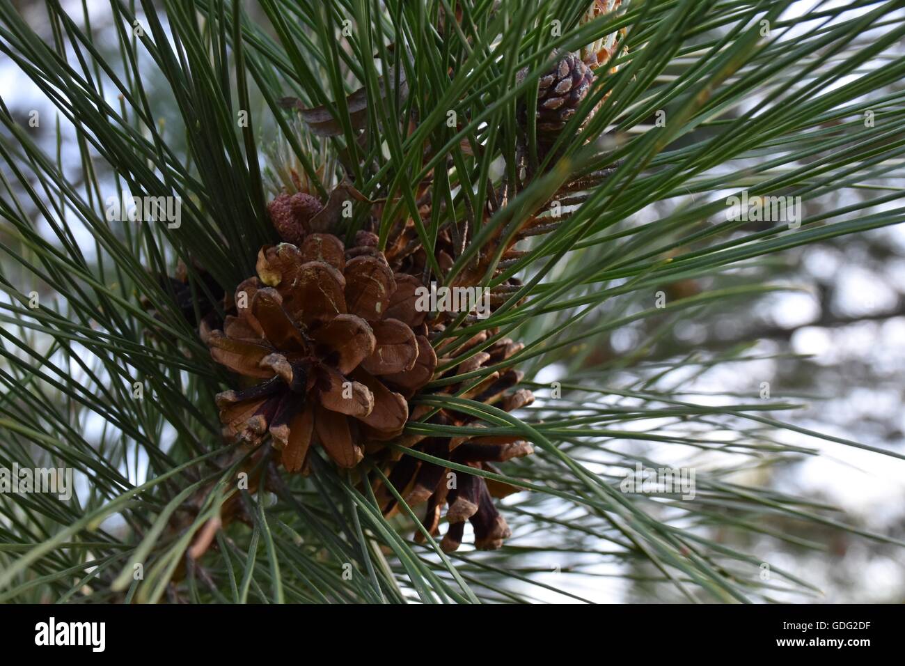 Pine Cones Close Up Stock Photo - Alamy