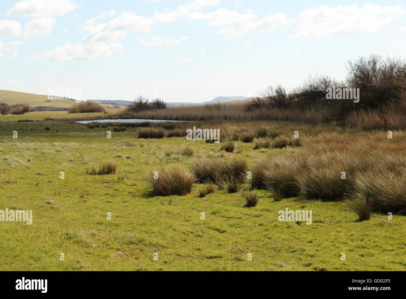 Grassland behind Chesil Beach,Dorset,UK Stock Photo - Alamy