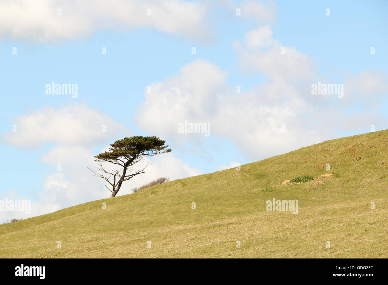 Tree on hillside hi-res stock photography and images - Alamy