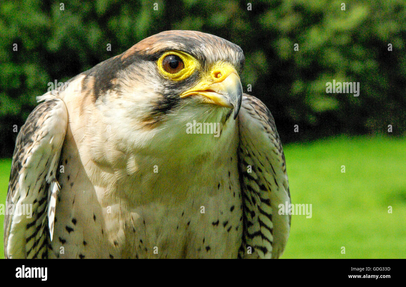 Hawk at a falconry display at The Lakes, Cotswolds, UK Stock Photo - Alamy