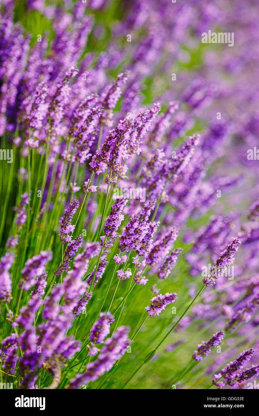 Beautiful Blooming Lavender Flowers. Summer season. Close up Stock ...