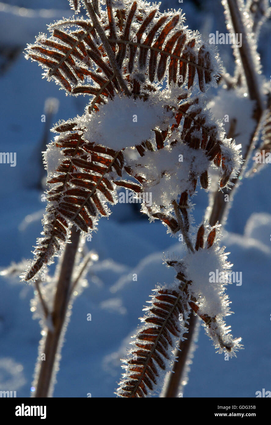 Fern snow winter hi-res stock photography and images - Alamy