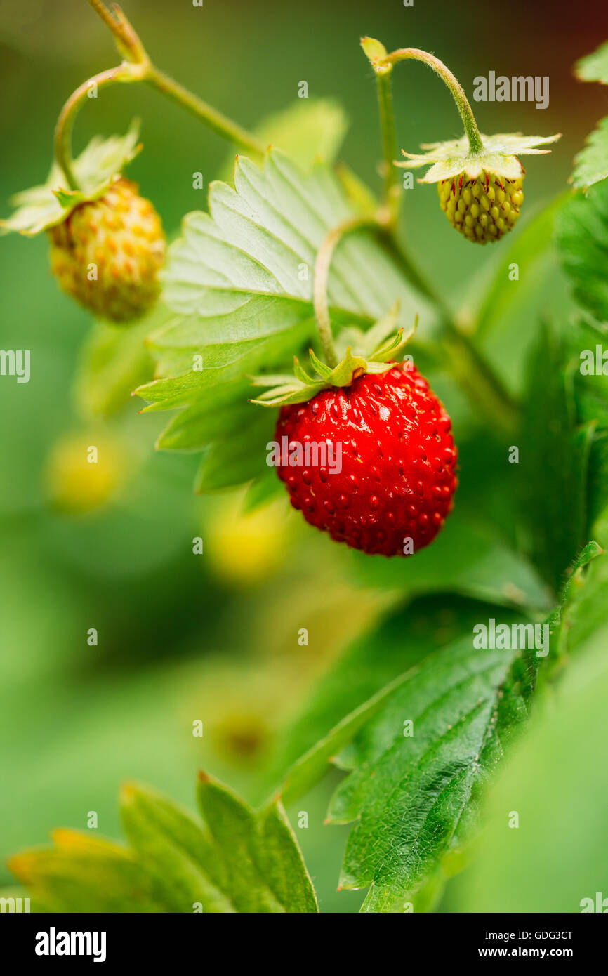 Wild strawberries hi-res stock photography and images - Alamy