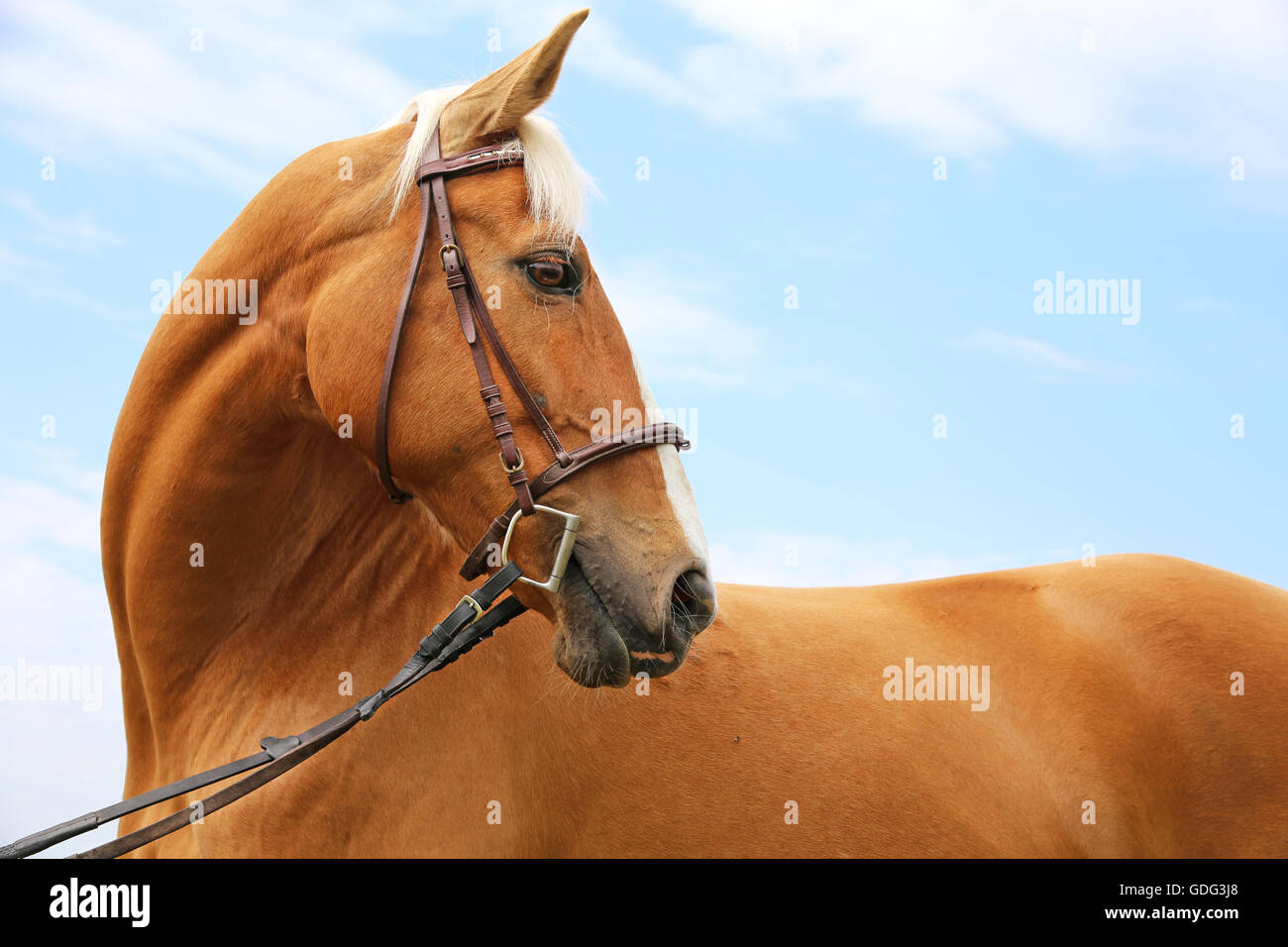 Horse with saddle side view nobody hi-res stock photography and images ...