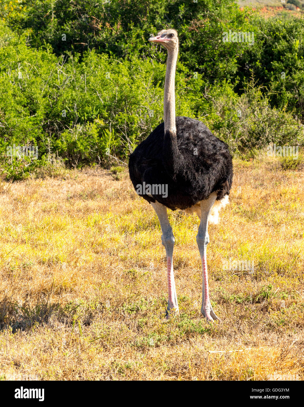Male Ostrich (Struthio camelus Stock Photo - Alamy