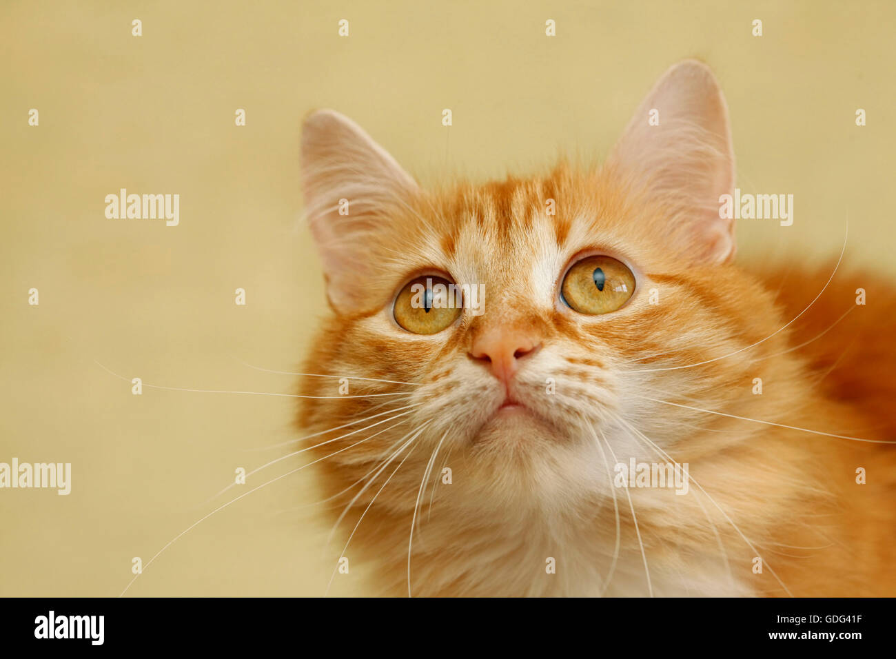 Young red baby cat hi-res stock photography and images - Alamy