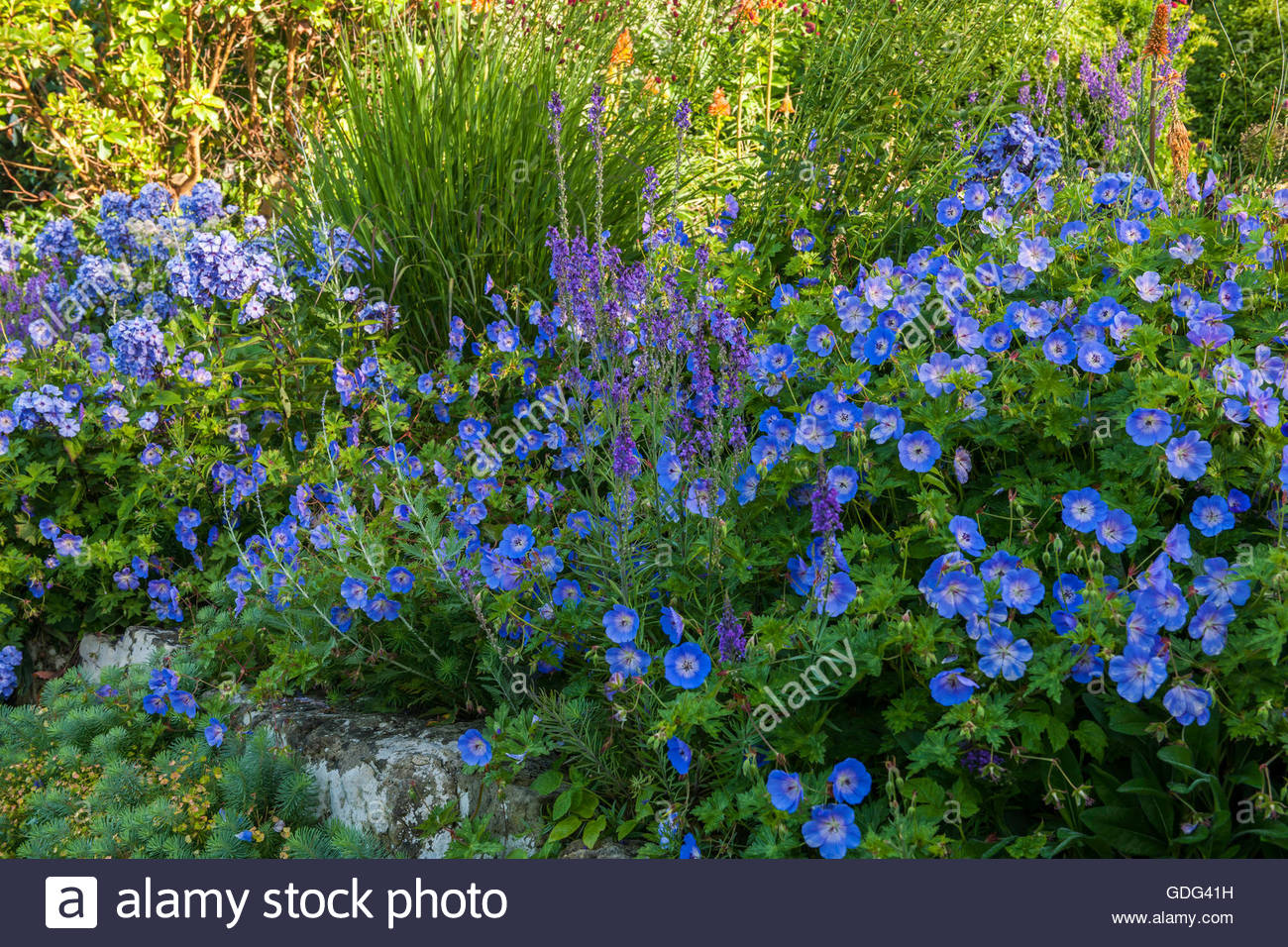 Geranium Rozanne Stock Photos & Geranium Rozanne Stock Images - Alamy