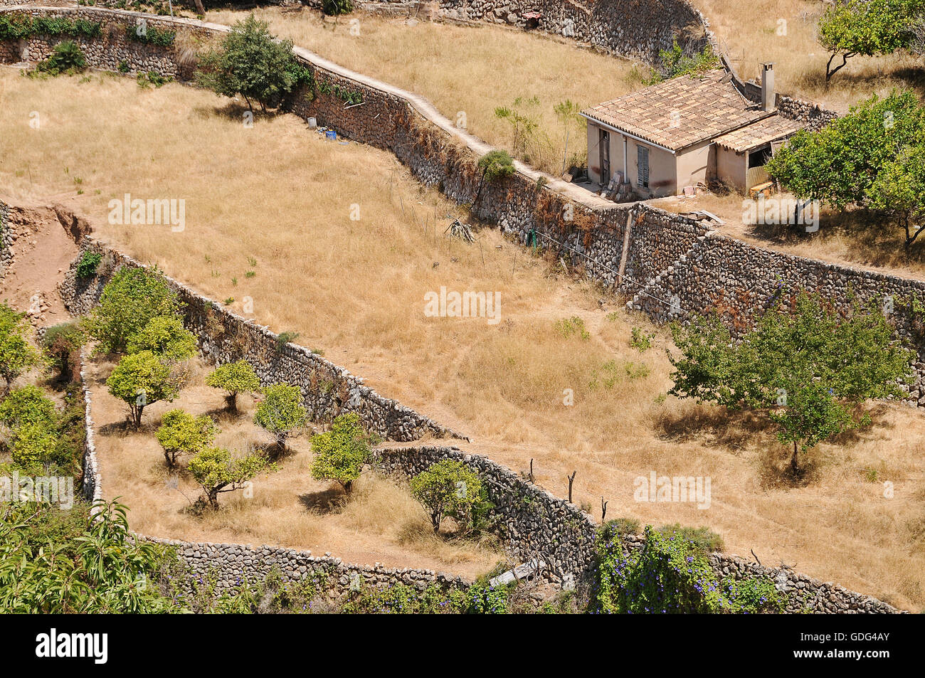 Majorca, Mallorca, Balearic Islands, Olive Trees, Viewpoint, Terrace ...