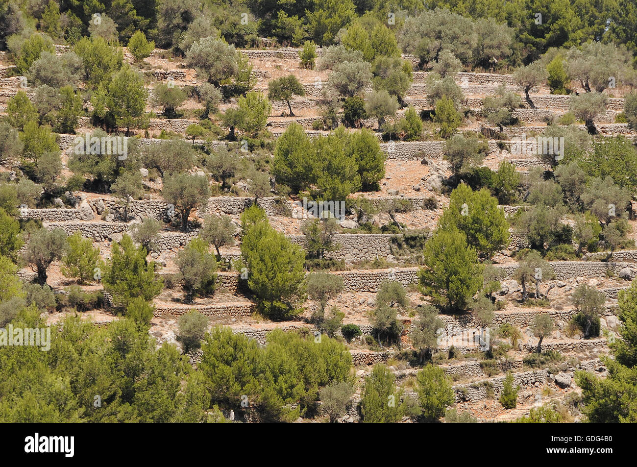 Majorca, Mallorca, Balearic Islands, Olive Trees, Viewpoint, Terrace ...